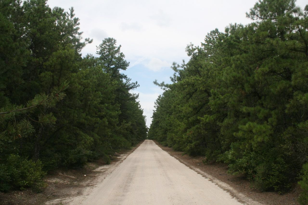 Locations Hub - Wharton State Forest - Washington Turnpike